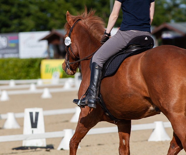 Rider Assessment - Affinity Veterinary Physiotherapy